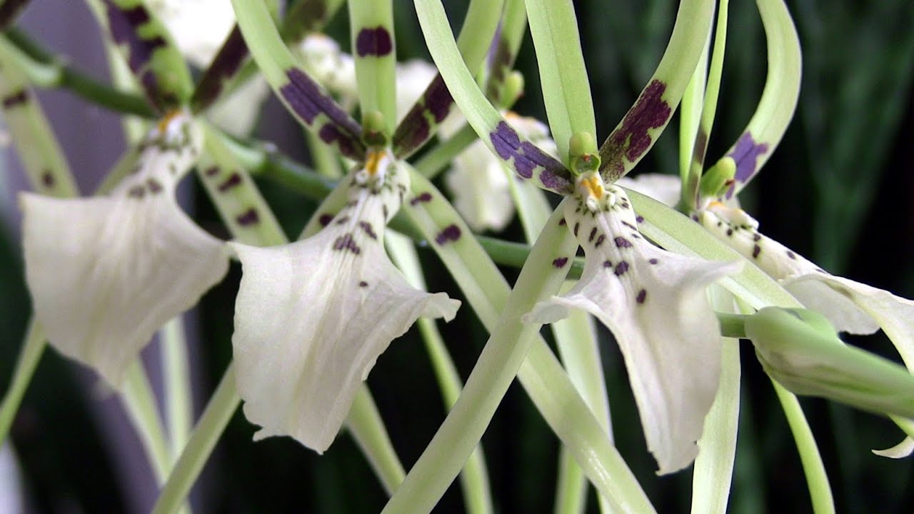 Brassia in bloom • Cold Hardy Orchids • Orchid ICU - YouTube