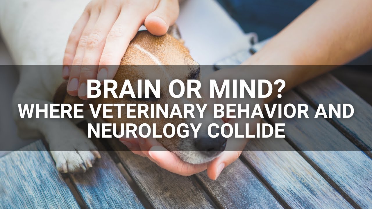 Brain or Mind? Where Veterinary Behavior and Neurology Collide - YouTube