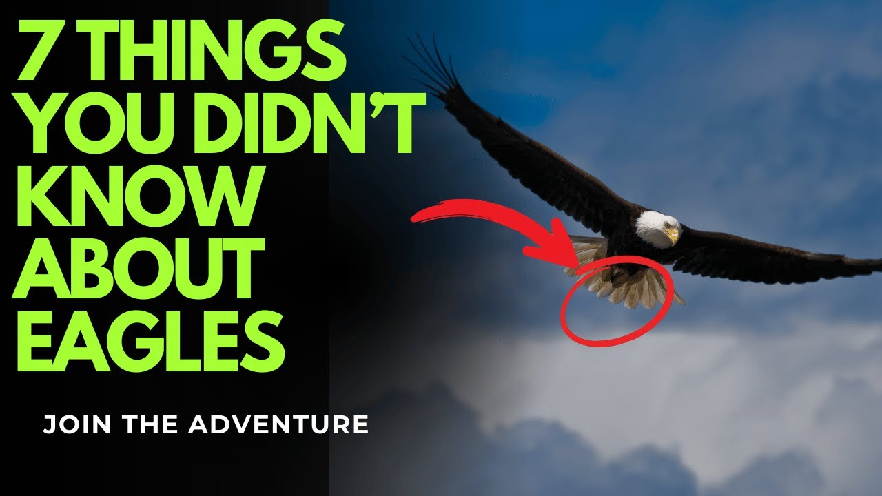 Why Are Eagles the Masters of the Sky? 🦅 | 7 Incredible Facts - YouTube