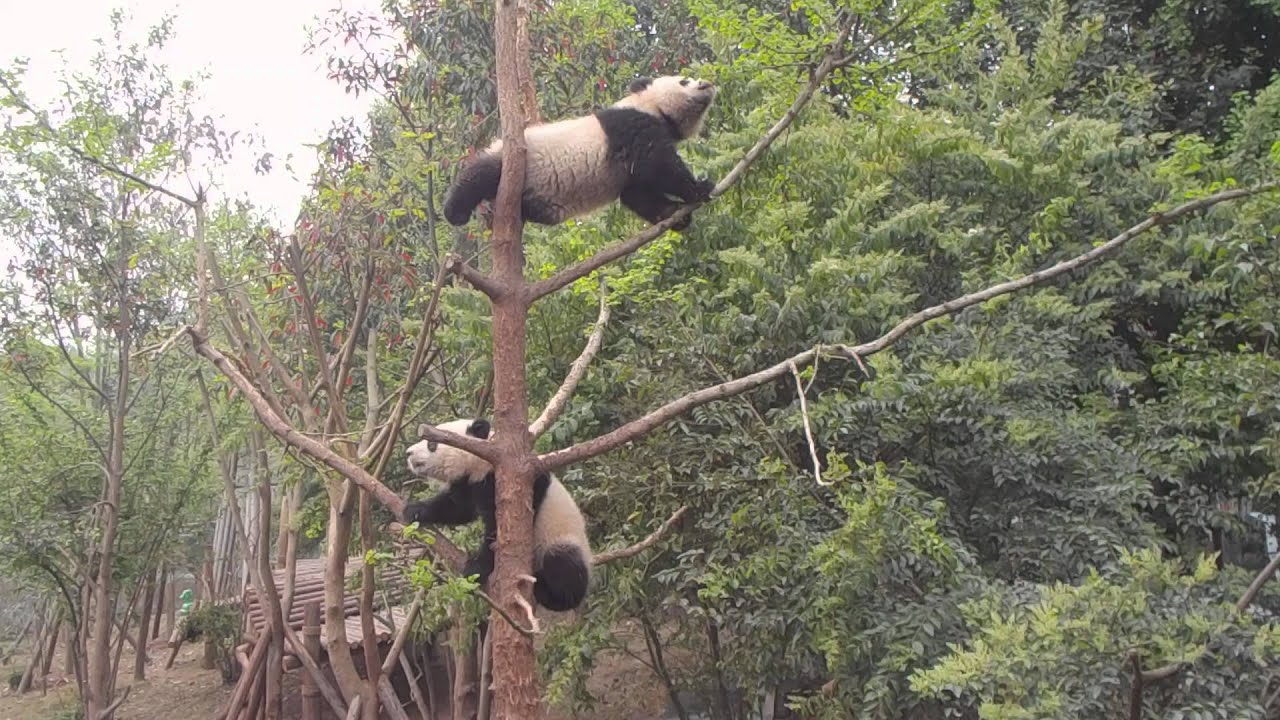 Baby giant panda cubs climbing tree - super cute - YouTube