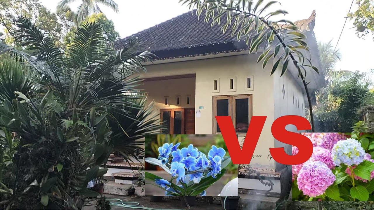 Desa Yehbuah antara bunga pecah seribu dan anggrek - YouTube