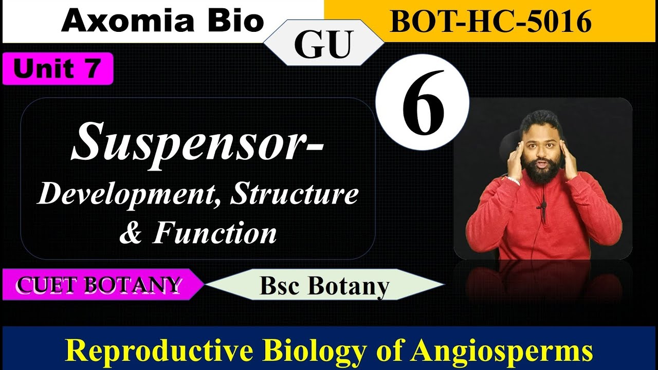 Suspensor| Development, Structure & Function| Bsc Botany| 5th sem GU ...