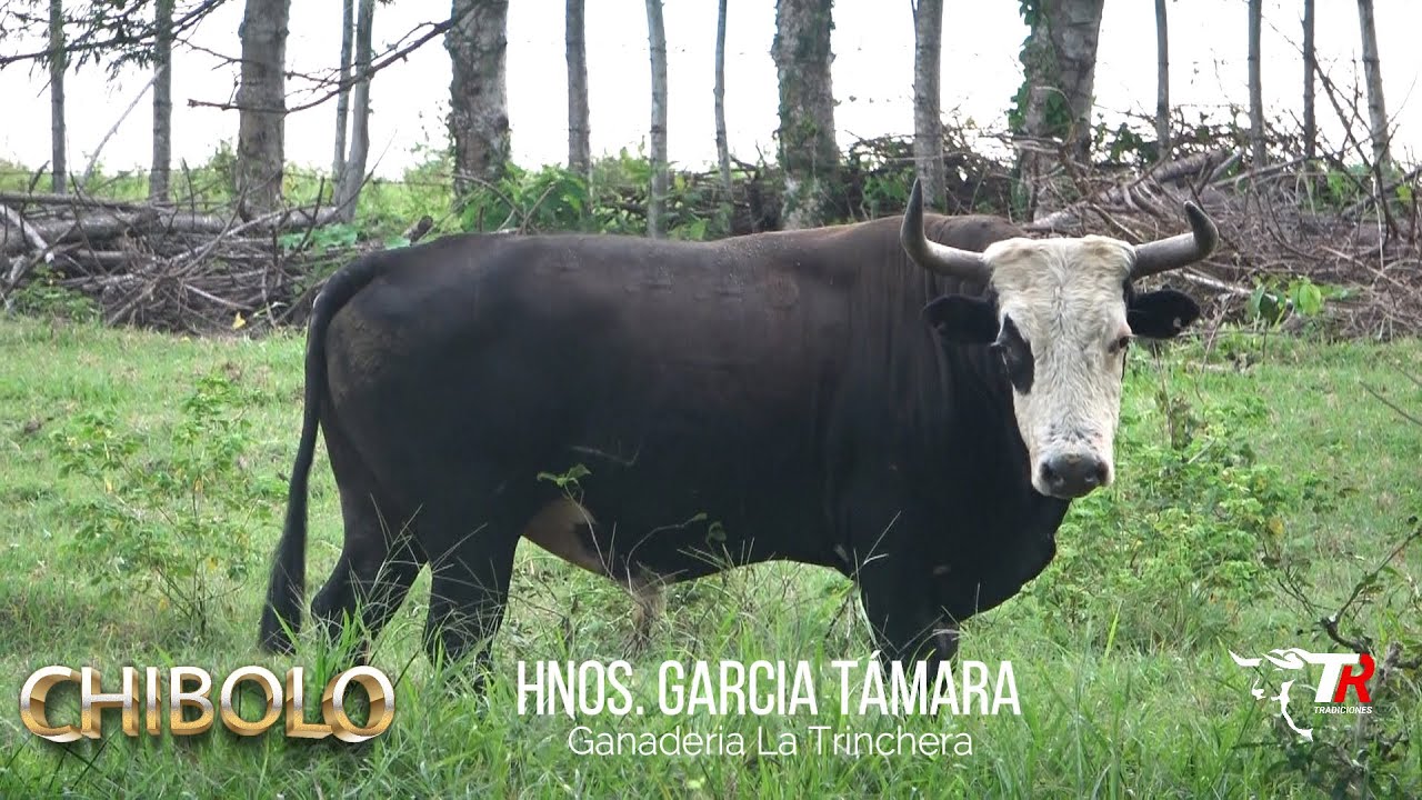 CHIBOLO 2022 Vista a la Ganaderia La Trinchera de los Hnos. Garcia ...