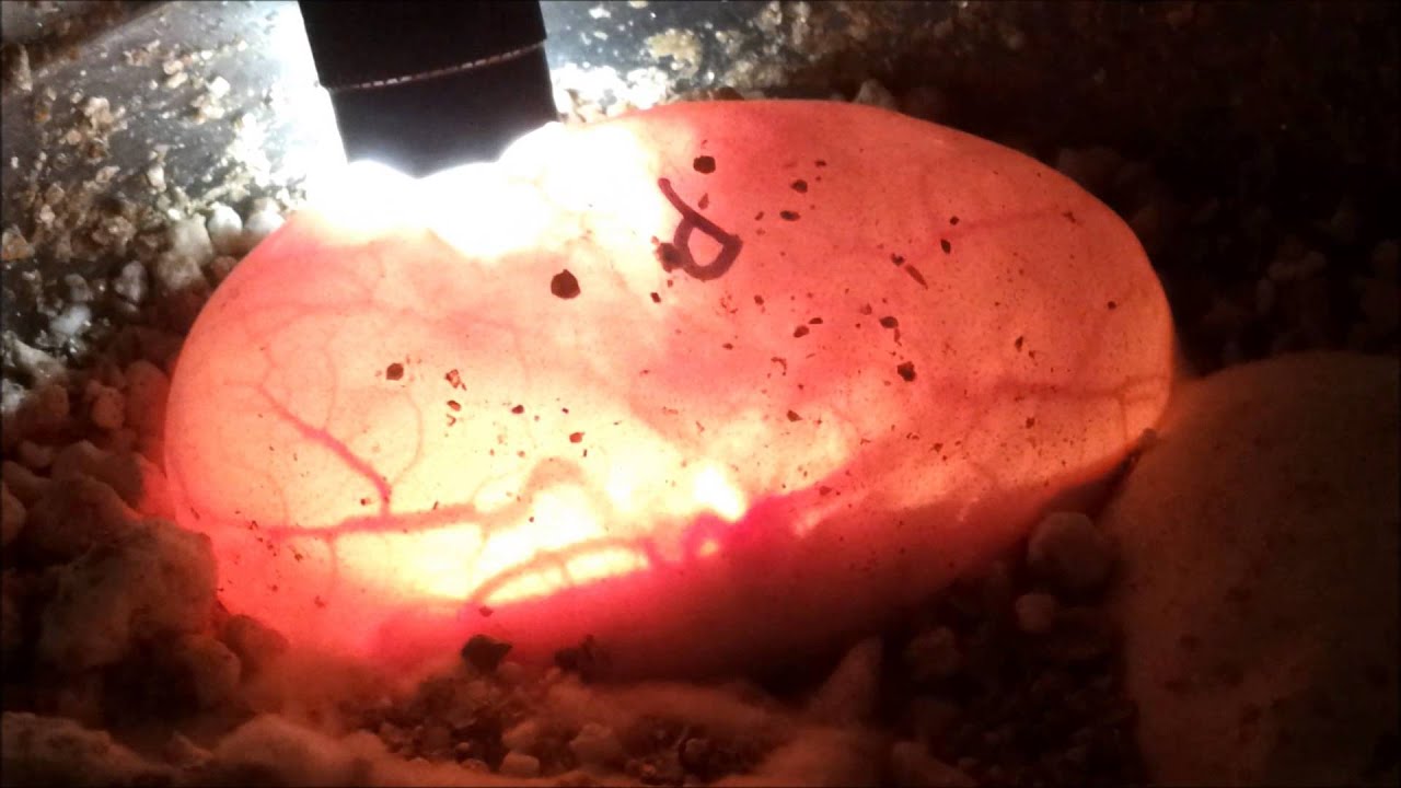 *MUST SEE* Ball python embryos inside the egg! - YouTube