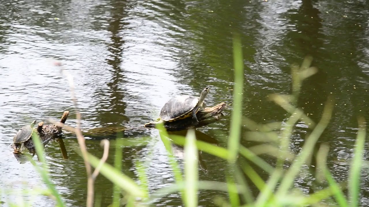 Red-crowned roofed turtle - YouTube