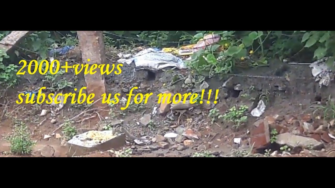 Squirrel gang vs huge rat#see description for more# - YouTube