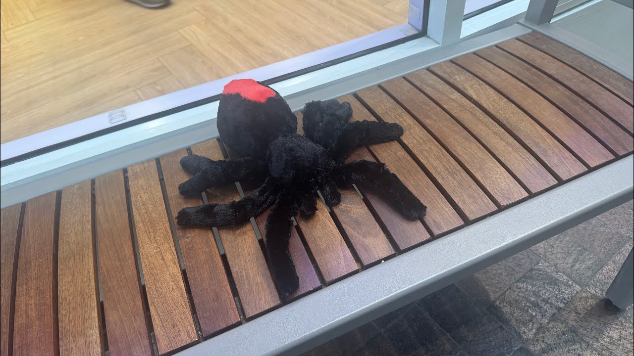 Wild republic Red-back spider toy review - YouTube