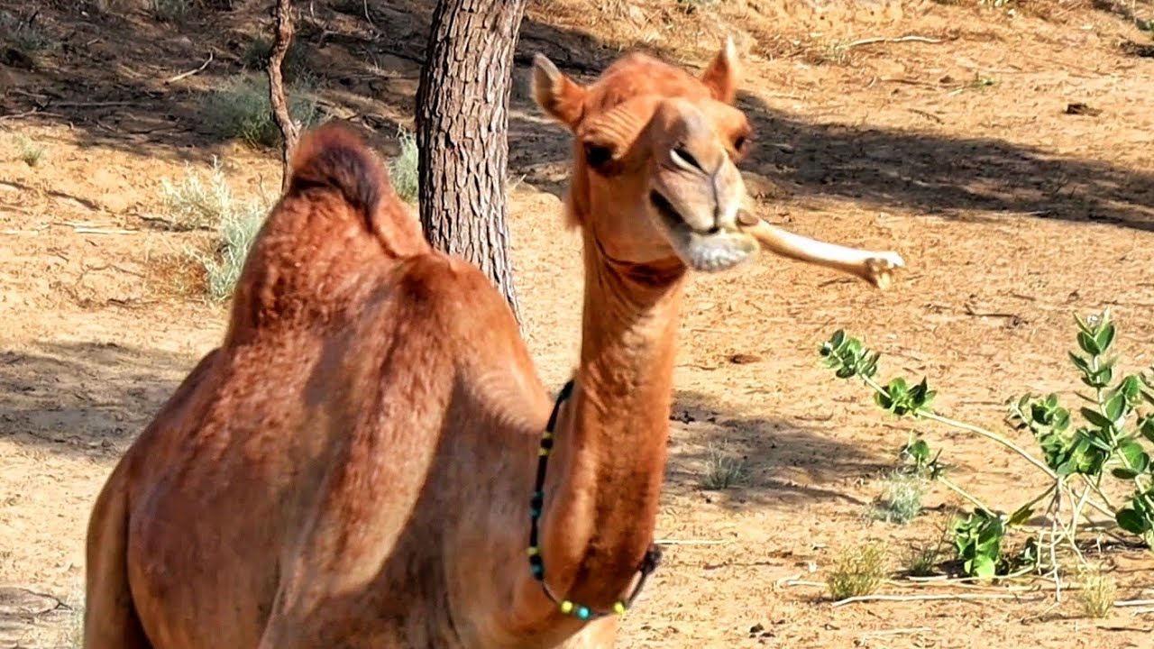 Why camel eat bones ??? - YouTube
