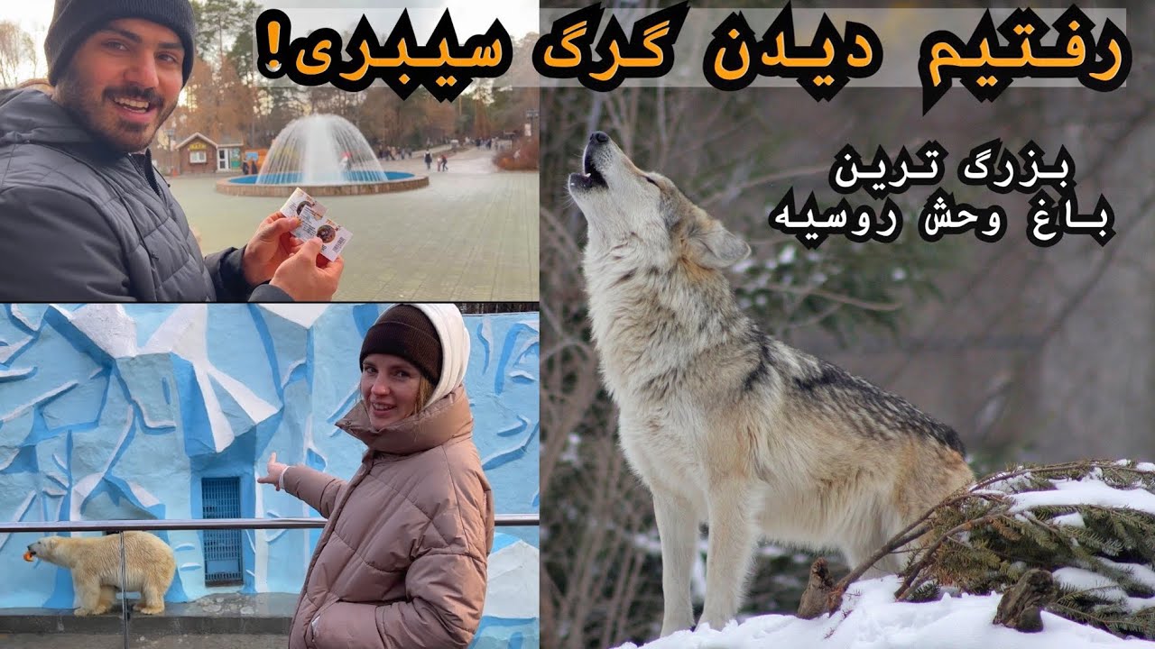 خرس قطبی در بزرگترین باغ وحش روسیه Youtube