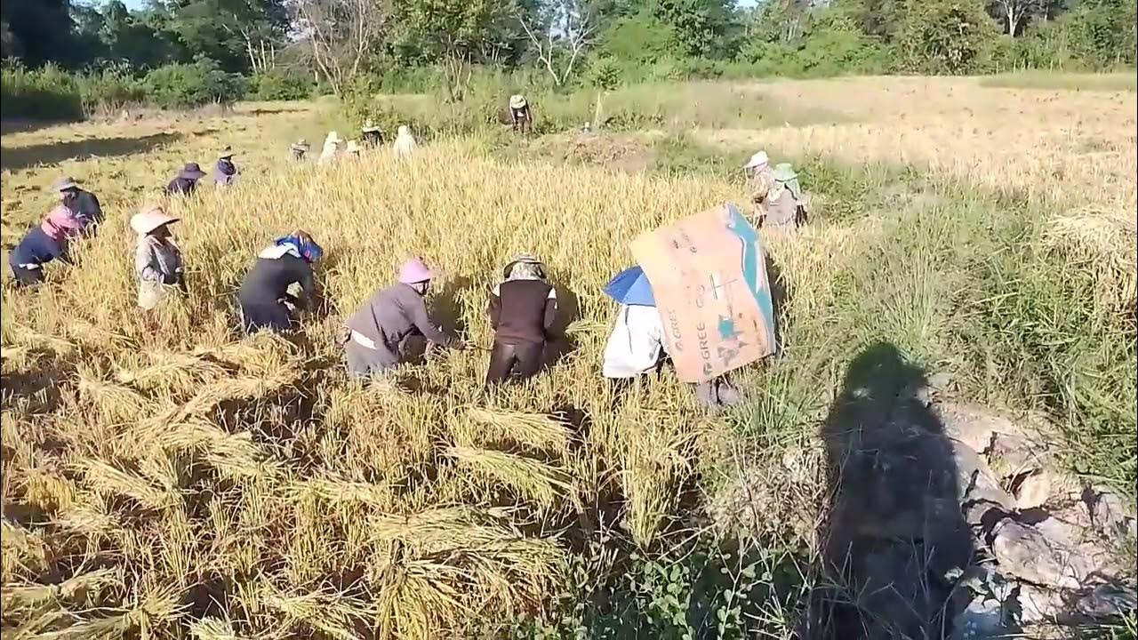 mus hlais nplej liaj lawm nawb 31/10 2024 - YouTube