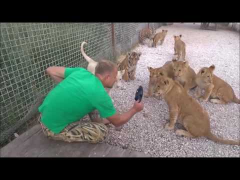Волшебный тапок Олега Зубкова. Парк львов Тайган. Magic slipper of Oleg Zubkov. Park of lions Taigan