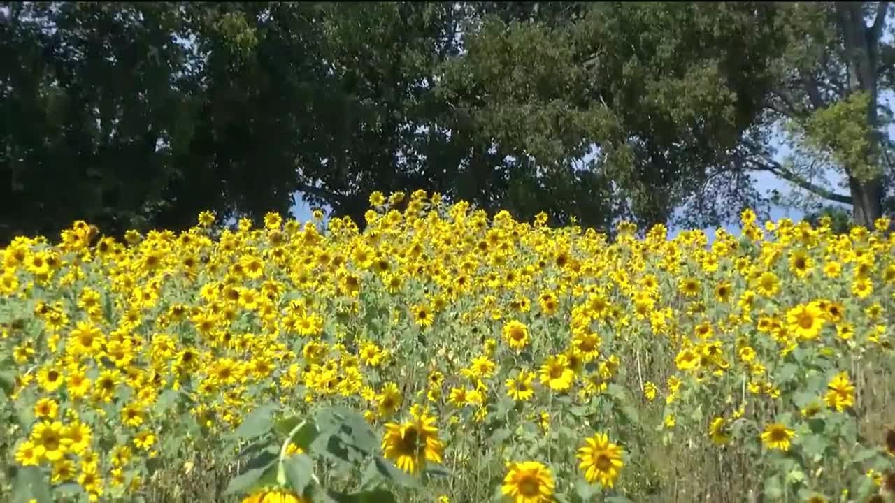 Orange County farm holds sunflower festival - YouTube