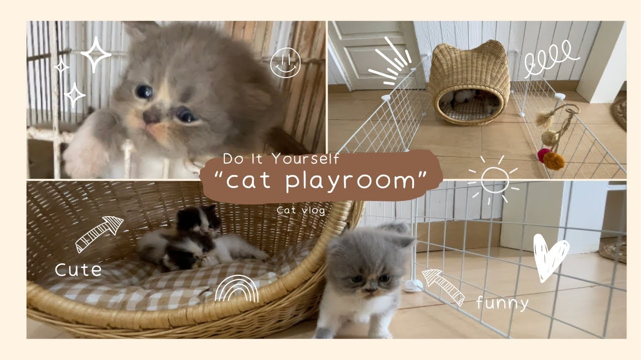 DIY cat playroom! Bikin sendiri kandang bermain anak kucing - YouTube