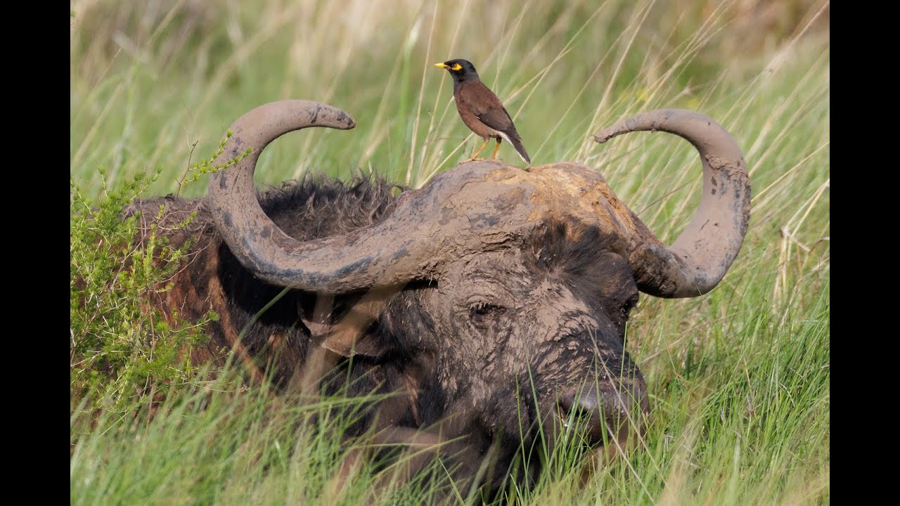 2 relaxing min of common myna birds (from India originally) on a wild ...