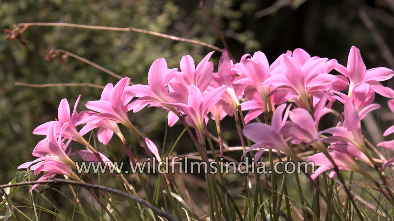 Rain lilies (Crocus Lily or Zephyranthus) flower at Jabbarkhet ...