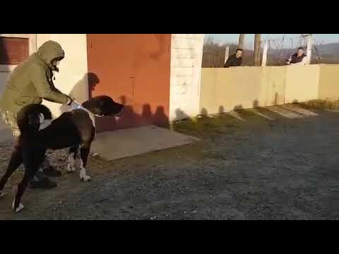 Cigan.volkodav..