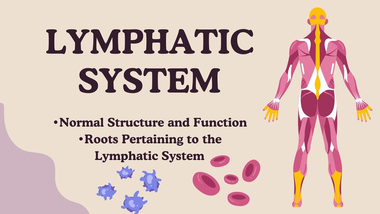 Lymphatic System: Normal Structure & Function and Roots Pertaining to ...