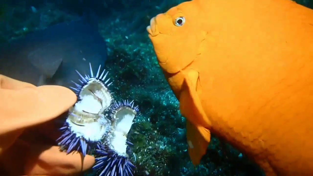 Spectre Dive Boat, Anacapa Island. Channel islands. - YouTube