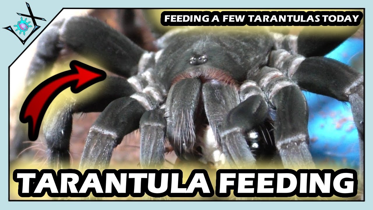 Feeding Some Tarantulas Today in The Collection【Tarantula Feeding ...