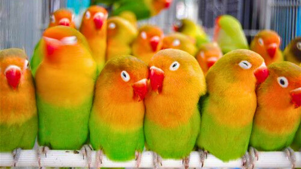 Beautiful Colorful Love Birds | Pet Parakeets Singing & Chirping in ...