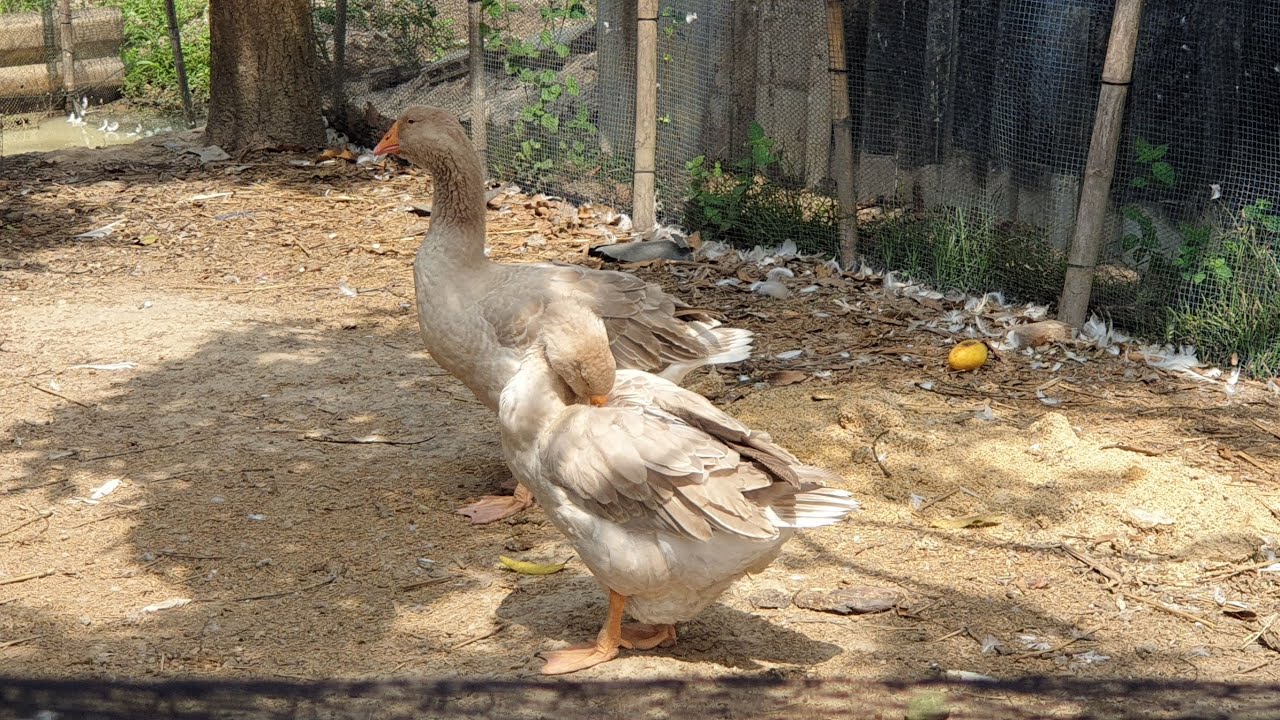 20210323 - "Giant Buff dewlap toulouse geese" - YouTube