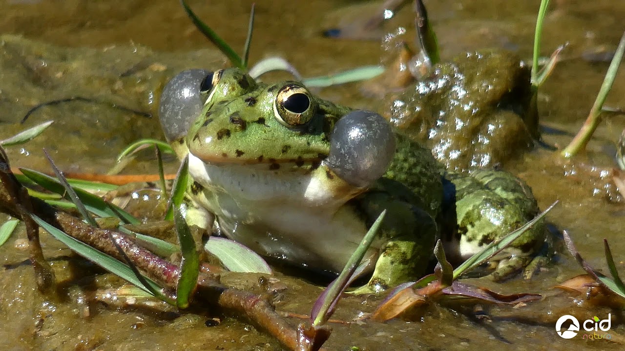 El croar de la rana común. 4K - YouTube