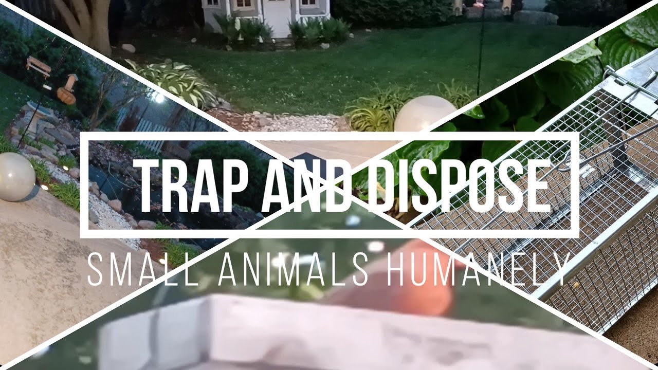 The best humane trap for chipmunks - how I caught over 30 small animals ...