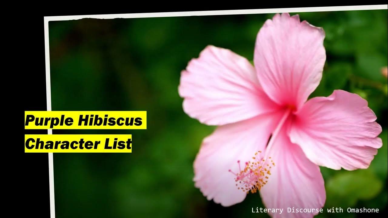 Purple Hibiscus Character List YouTube purple-hibiscus-character-list-youtube