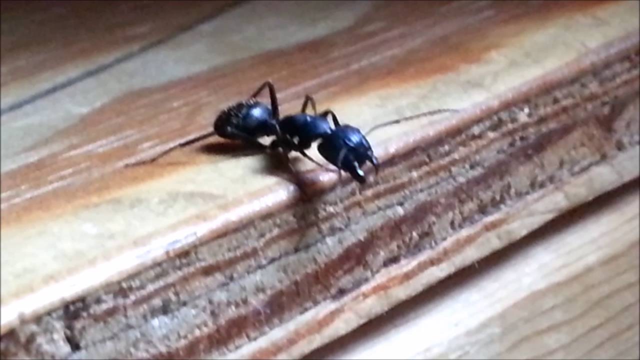 Ant drops his brother - YouTube