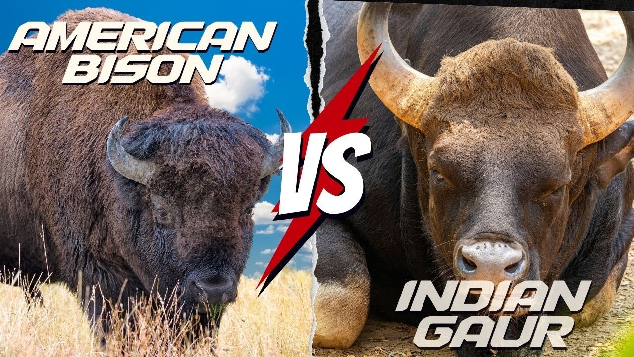 American Bison vs Indian Gaur - YouTube
