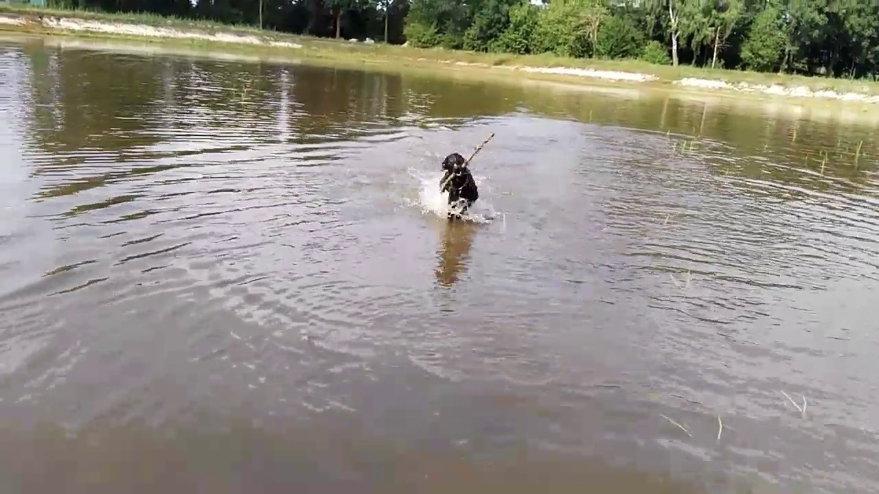 Whippet houdt van water - YouTube