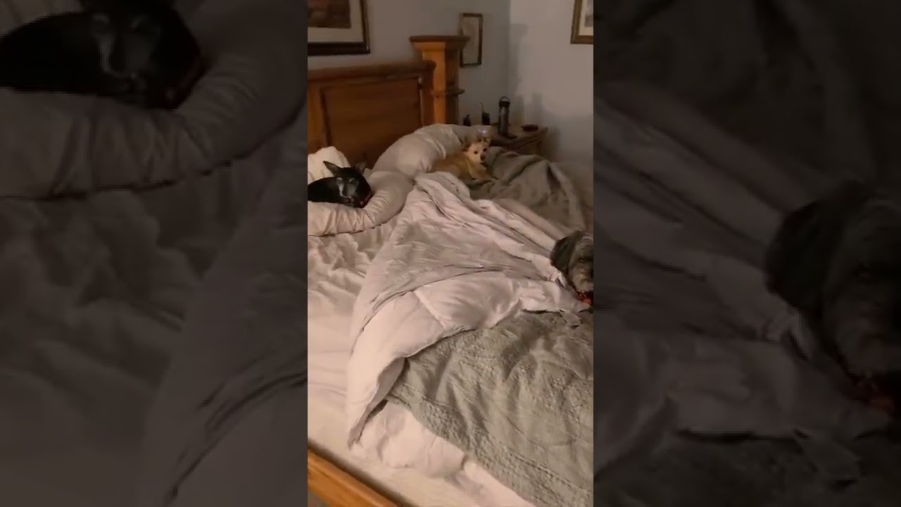 BED BUDDIES. - YouTube