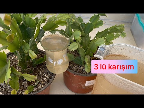 Çiçek çoşturan doğal besin ✅ köklendirir yeni yapraklar açtırır 