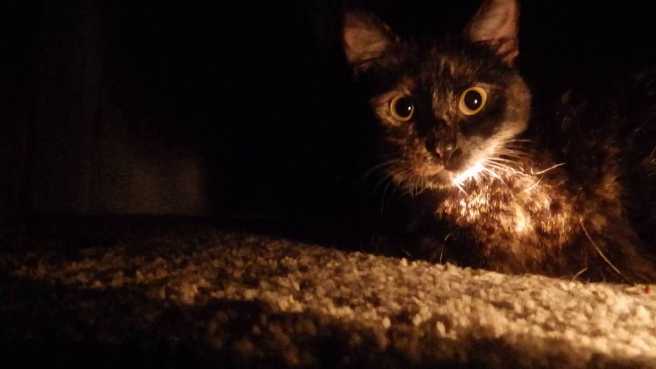 11 48 PM Cat YouTube 11-48-pm-cat-youtube