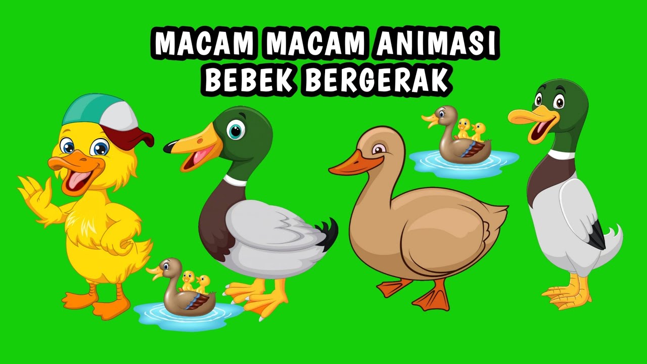 Animasi Bergerak Bebek Green Screen Animasi Berjalan Bebek Animasi Bebek Youtube