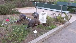 Gerald the turkey, his last day in the Oakland Morcom Rose Garden.