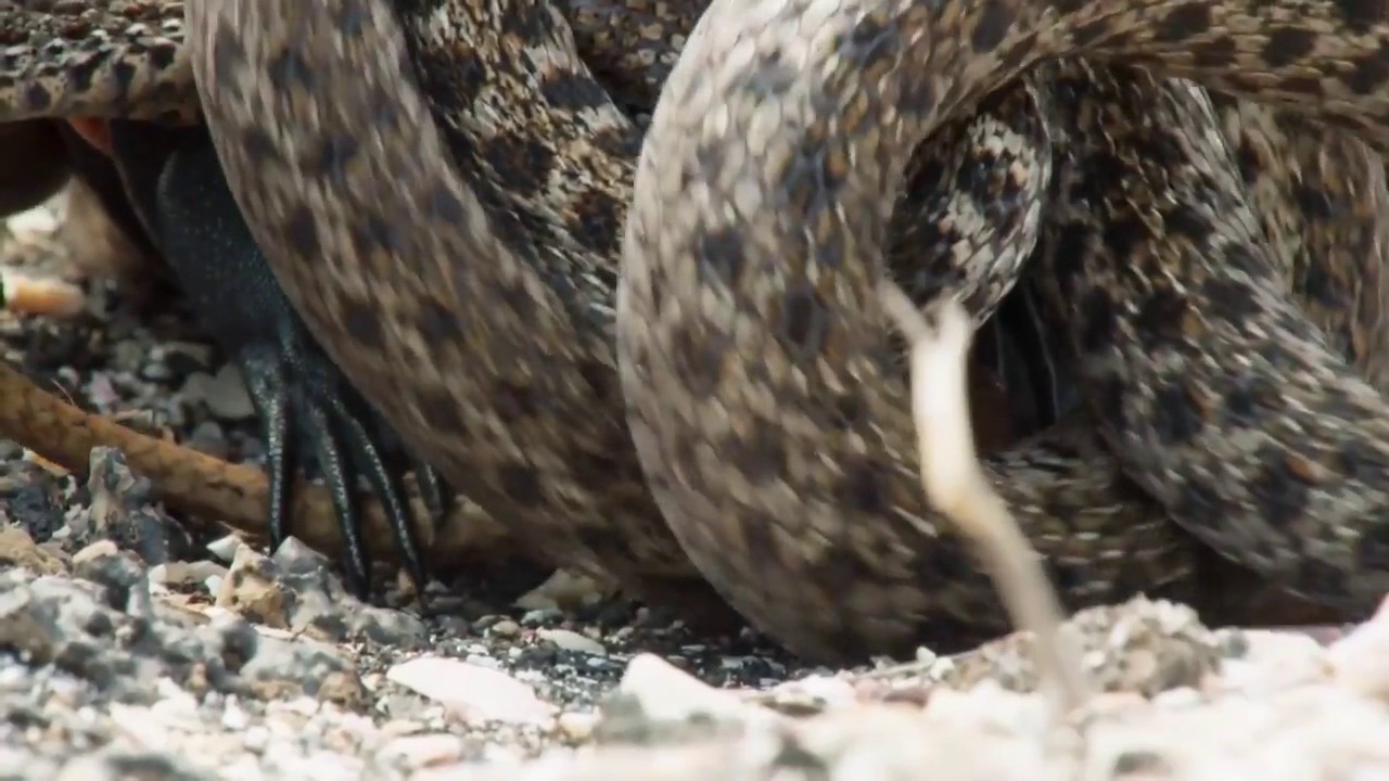 Iguana vs Snakes Planet Earth II - YouTube