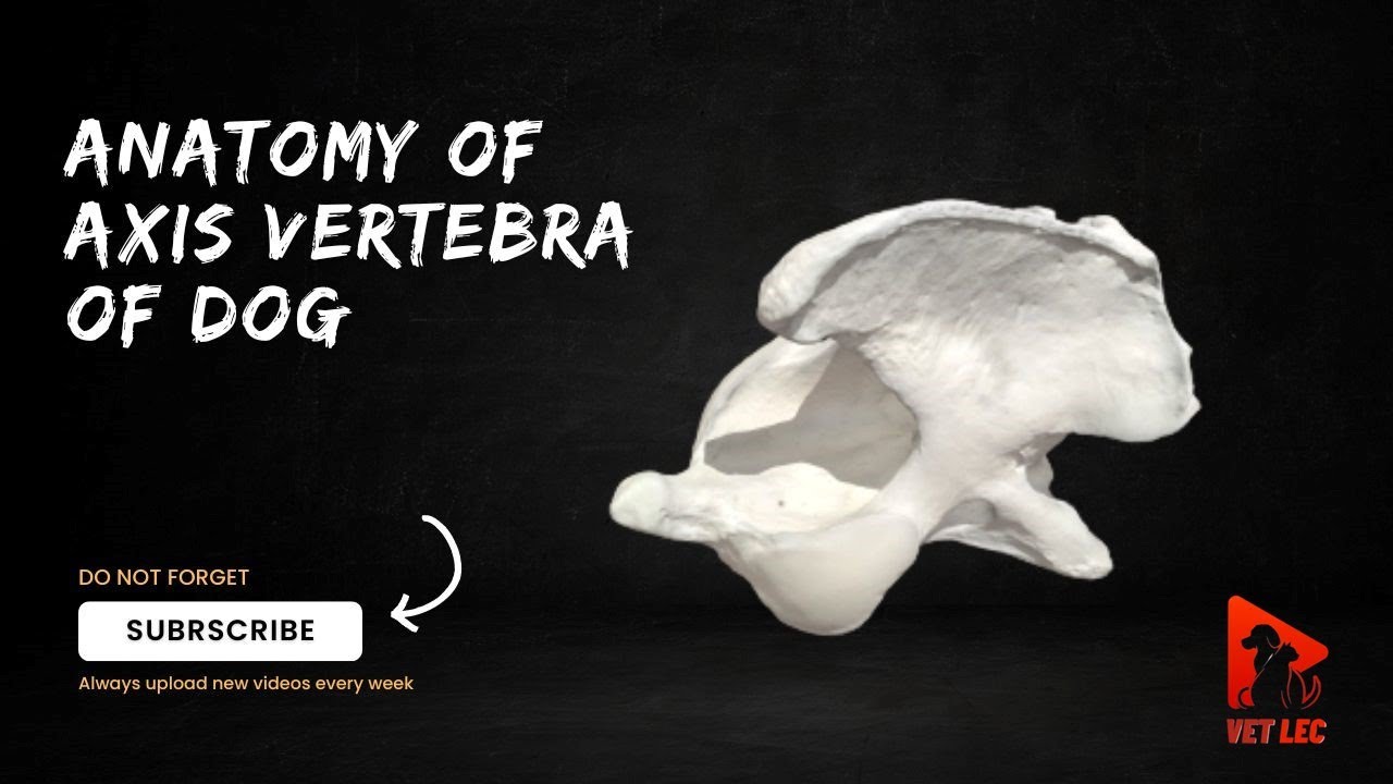 Axis vertebra of dog | Canine axis vertebra anatomy | General anatomy ...