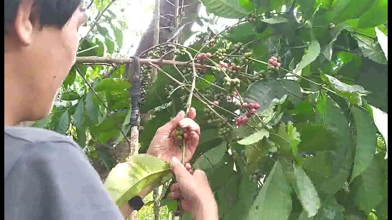 A Day In A Life Of A Coffee Farmer At Makalumang Paraan Ng Paggiling Ng ...