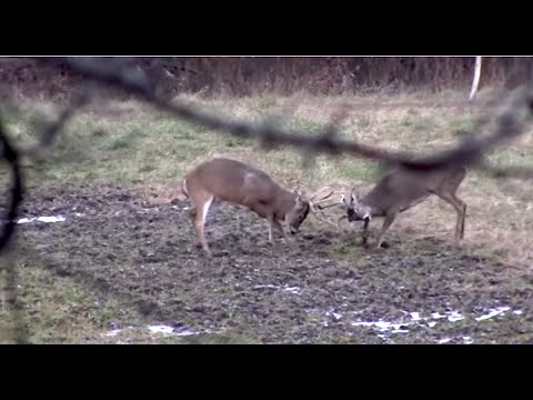 Use Transition Zones to See and Kill More Deer - YouTube