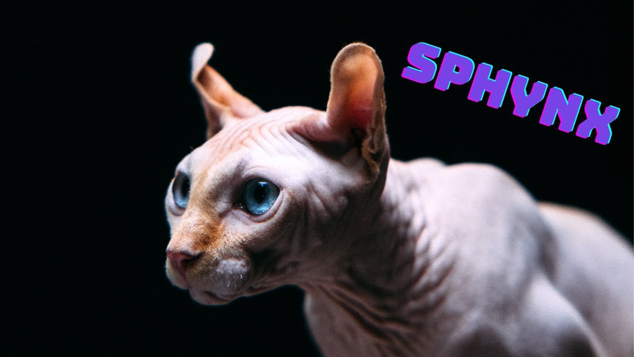 Meet the unusual Sphynx Cat 🐱 - YouTube