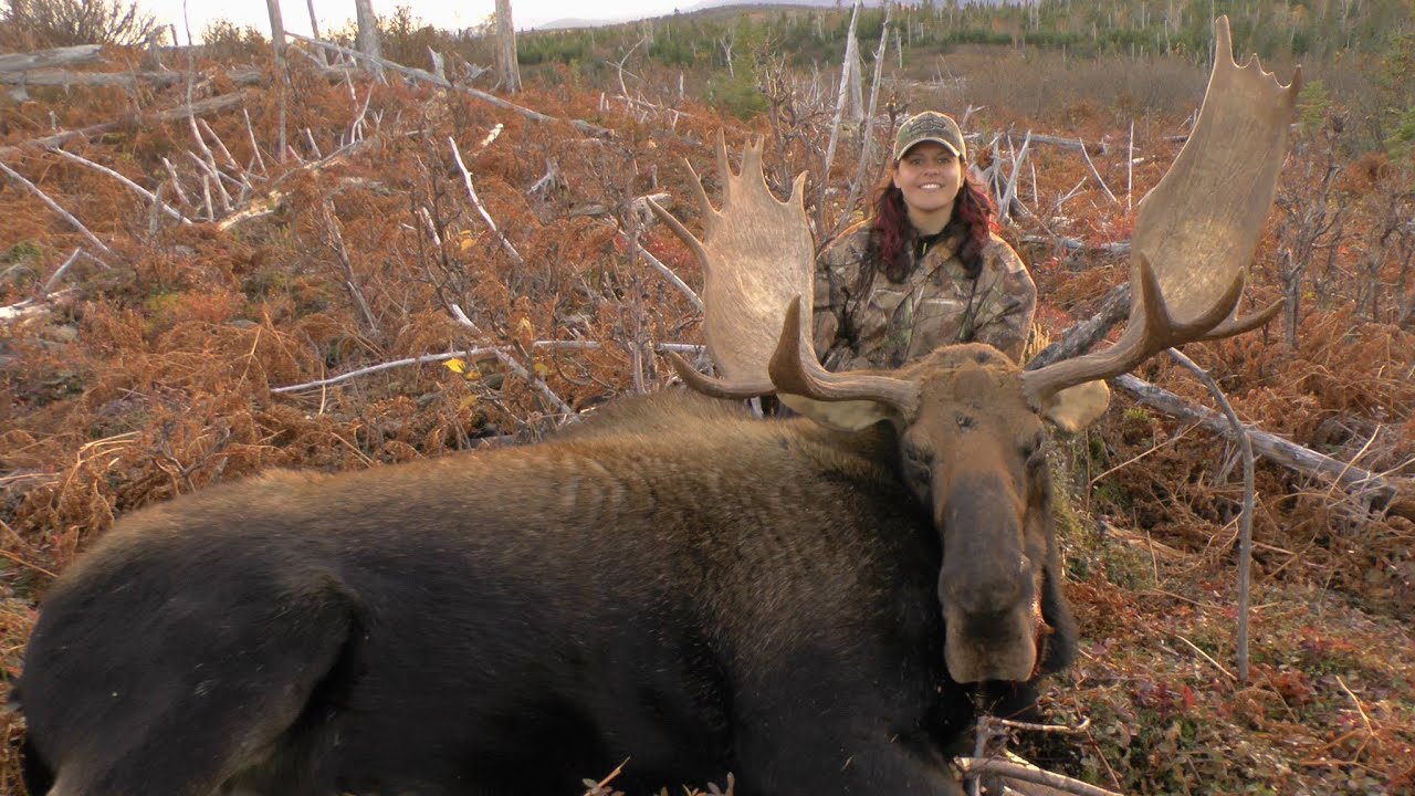 Newfoundland moose hunt ,Starla's hunt 2 - YouTube