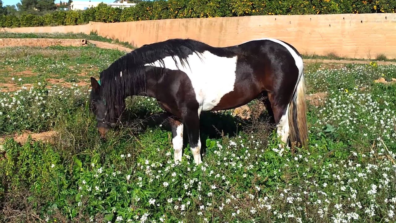 Mascastellon caballo pio - YouTube