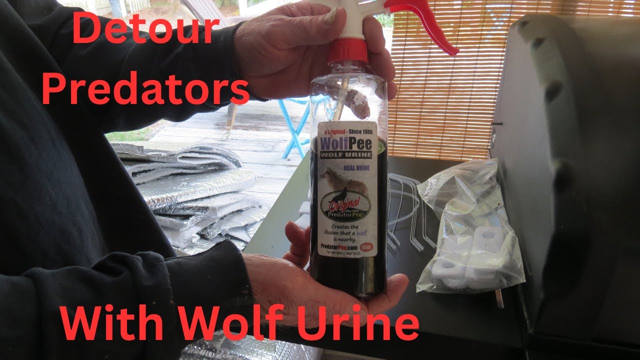 Wolf Urine - Predator Deterrent - YouTube