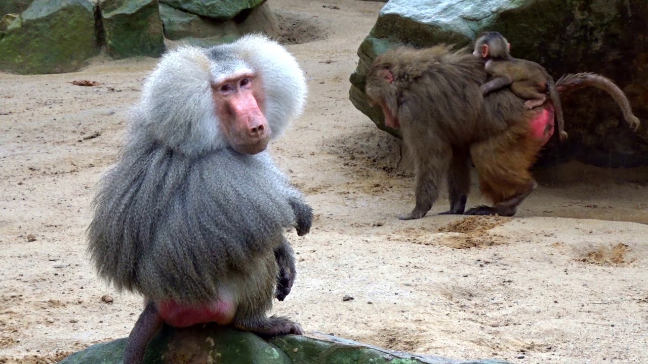 Paviane im Zoo Berlin - YouTube