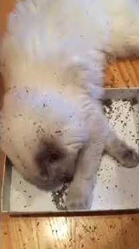 Bella Rose, our 9 month old ragdoll kitten, experiences catnip! - YouTube
