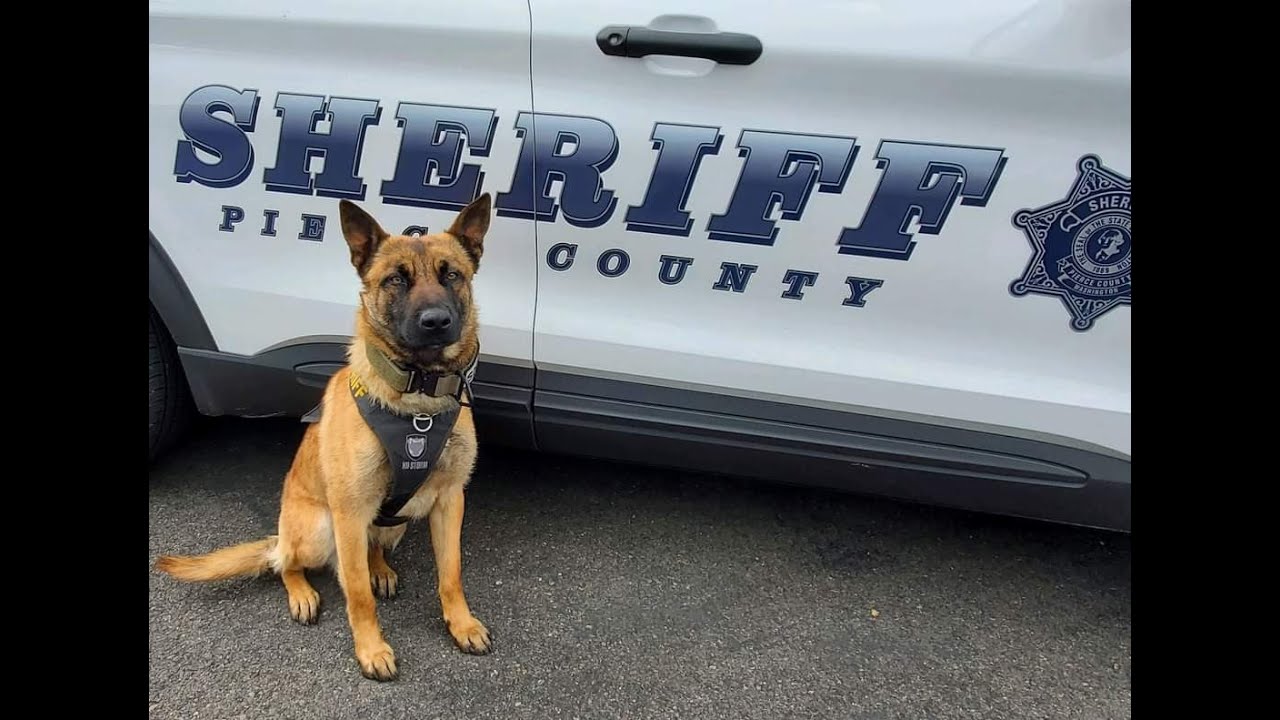 *USE OF FORCE* PIERCE COUNTY SHERIFFS GO HANDS ON. - YouTube