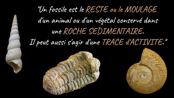 Exemples De Fossiles De Moisissures Atlas Des Collections Géologiques