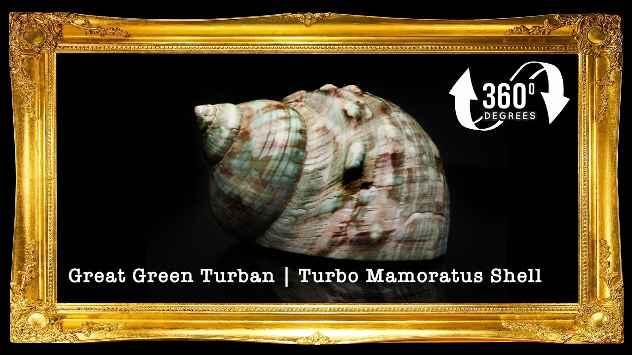 Sea Shells 360° | Great Green Turban | Turbo Mamoratus Shells - YouTube