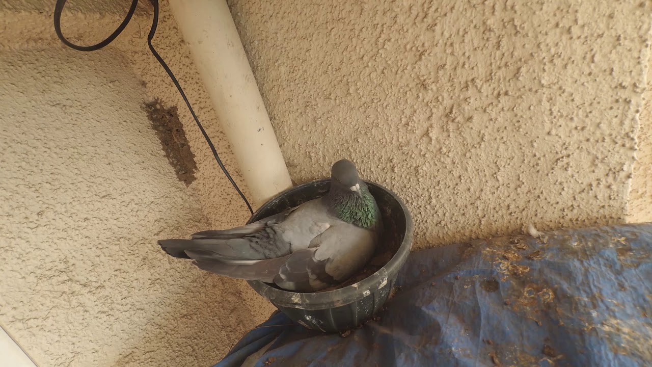 Day 12 - Pigeon Hatching Eggs - Photo Time-Lapse - YI 2K Action Camera ...